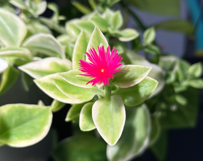 Variegated Baby Sun Rose Succulent Plant | Aptenia Cordifolia Variegata ...