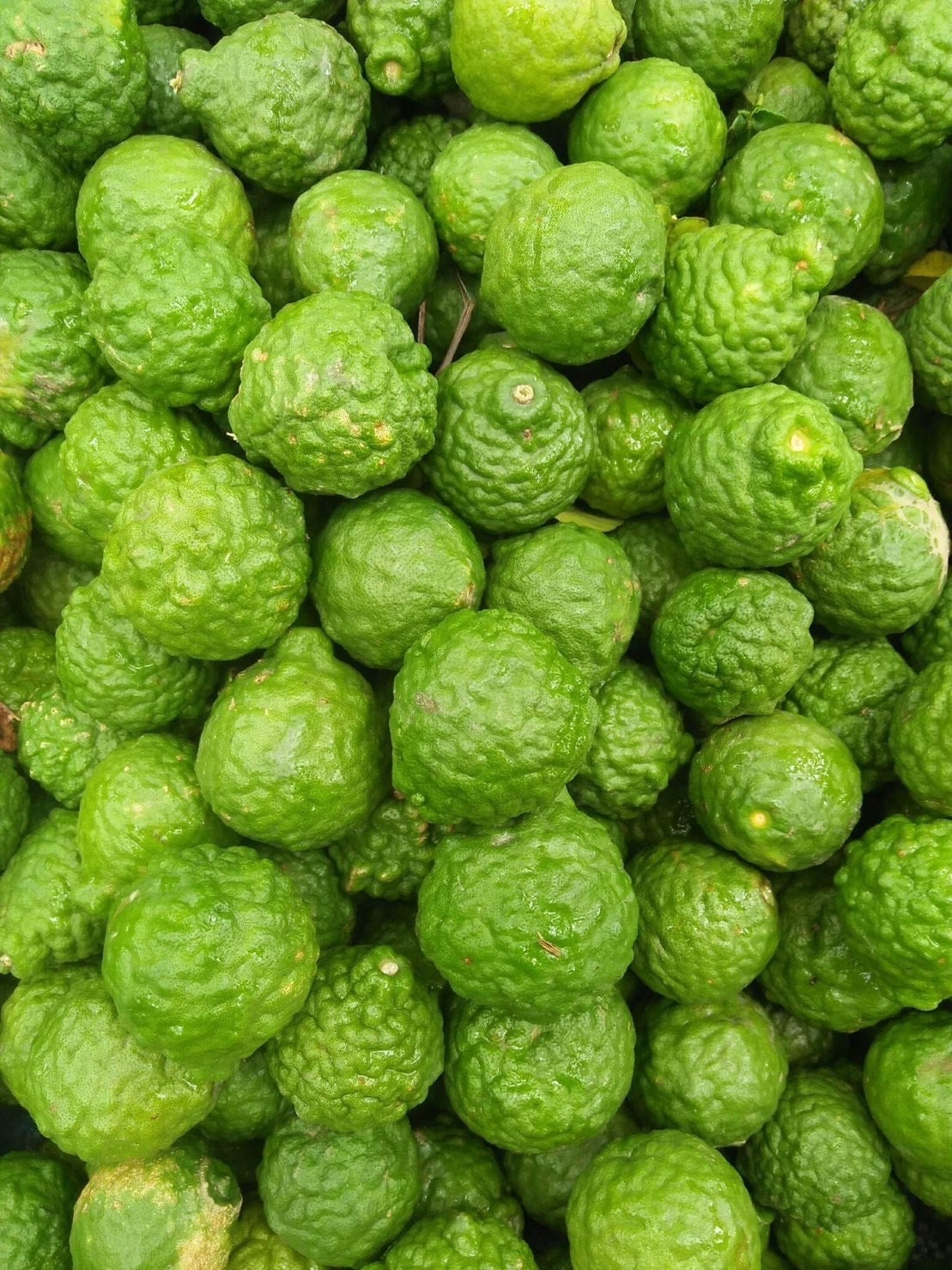 Freshly Picked Organic Kaffir Limes - Etsy