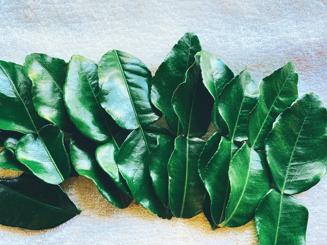 Organically Grown, Fresh, and Hand-picked Kaffir Lime Leaves - Etsy