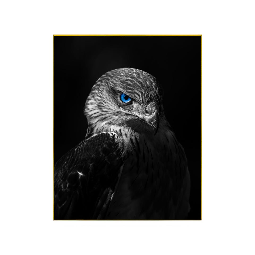 Blue-eyed Eagle – Bold Wildlife Art Print || Photo Print || Canvas ...