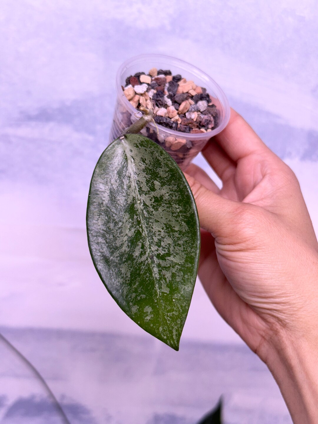 Hoya Rime Splash - Etsy