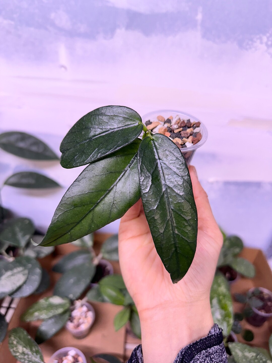 Dischidia Acutifolia - Etsy