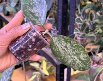 Hoya Rime Splash 2-inch - Etsy