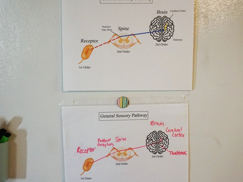 Sensory Pathway, Nervous System Study Guide, Sensory Path for School ...