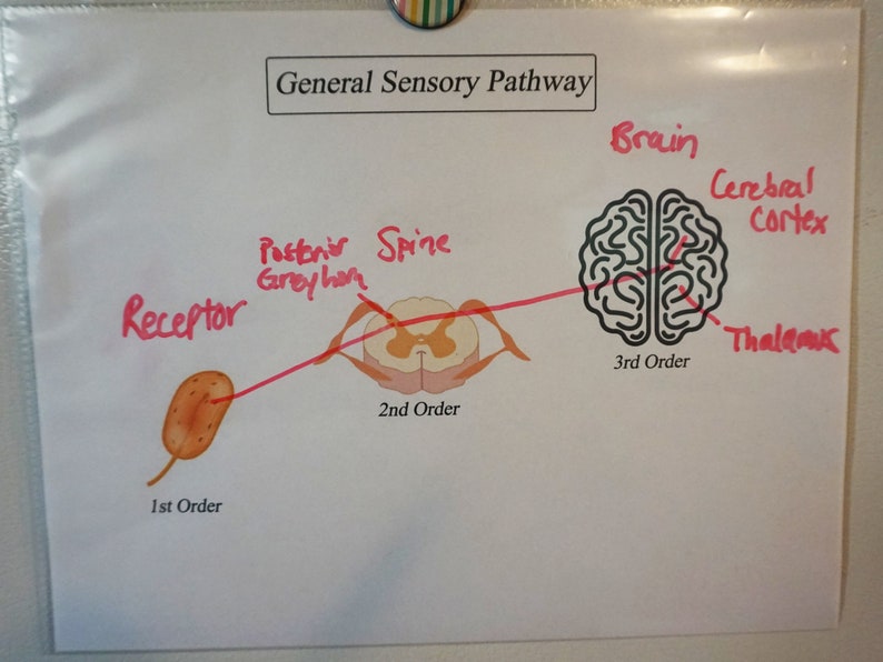 Sensory Pathway, Nervous System Study Guide, Sensory Path for School ...