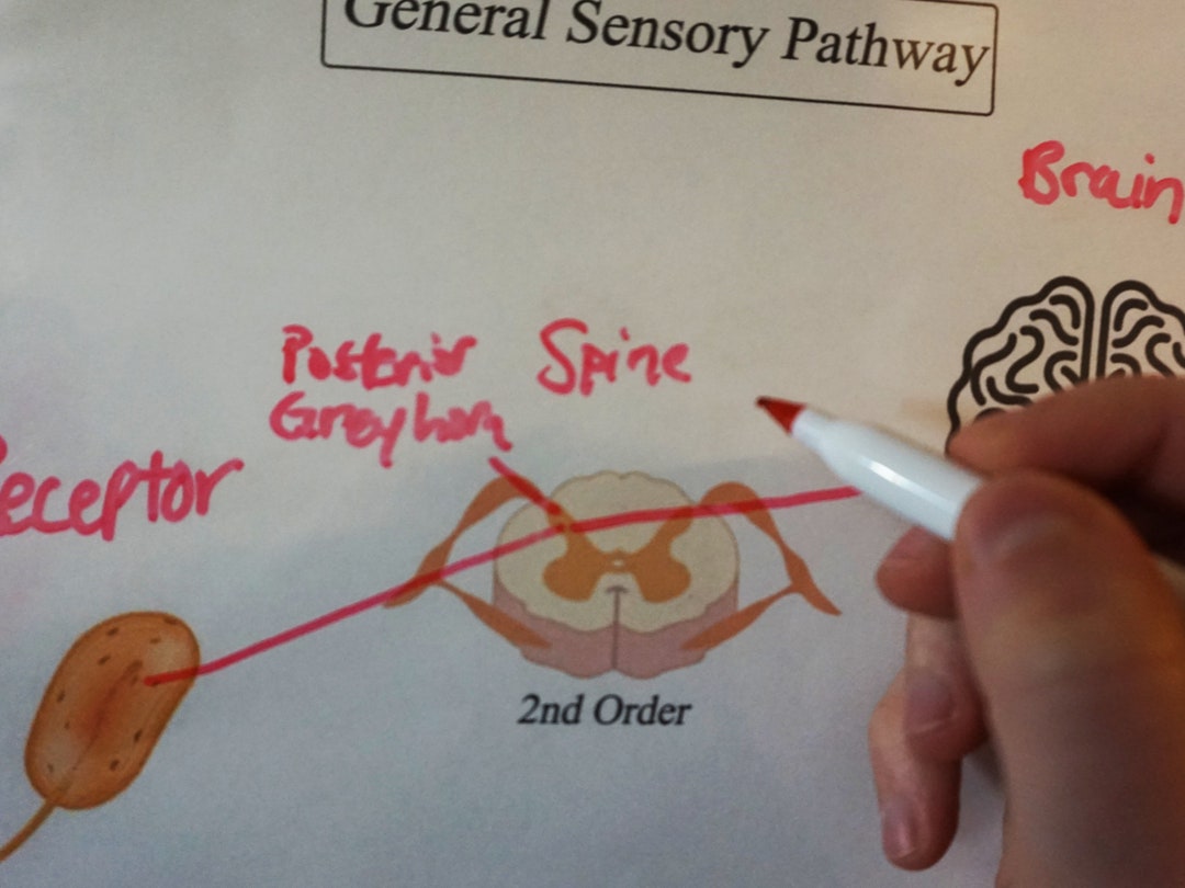 Sensory Pathway, Nervous System Study Guide, Sensory Path for School ...