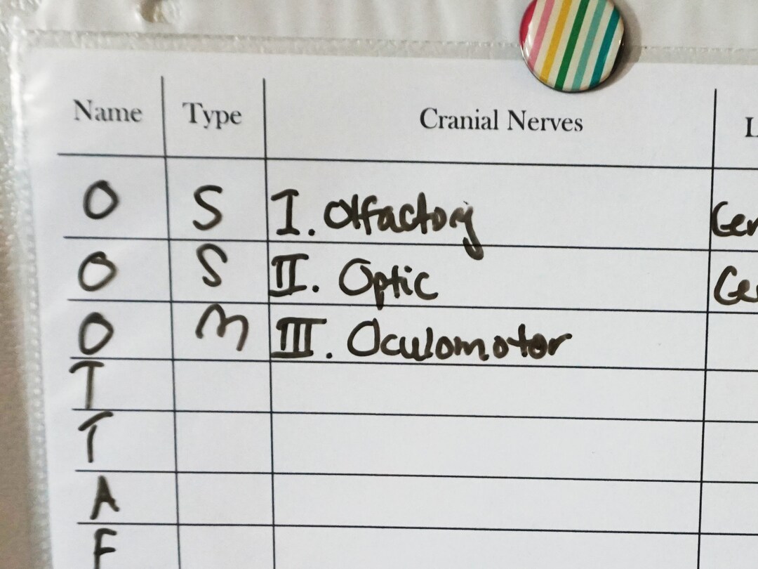 Cranial Nerves Worksheet, Cranial Nerves Chart, Cranial Nerves Study ...