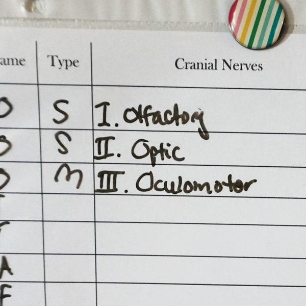 Cranial Nerves Printable - Etsy