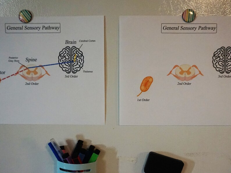 Sensory Pathway, Nervous System Study Guide, Sensory Path for School ...