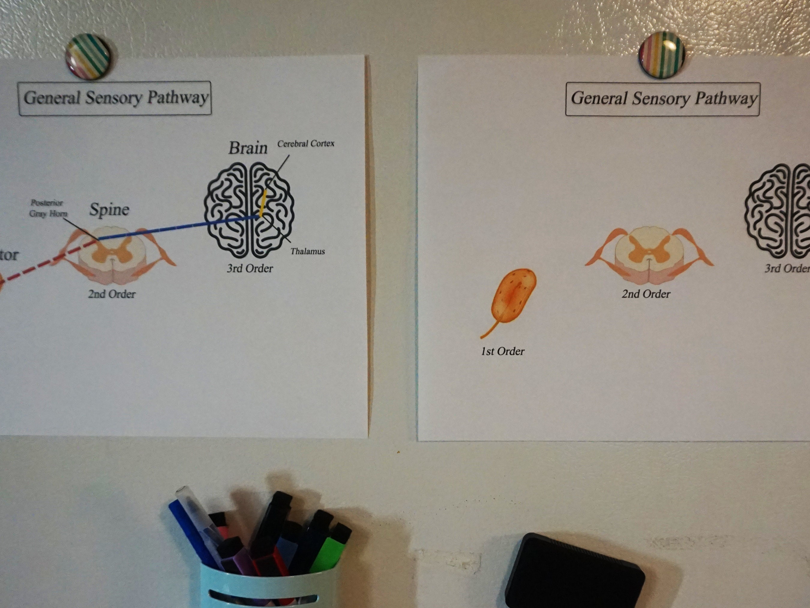 Sensory Pathway, Nervous System Study Guide, Sensory Path for School ...