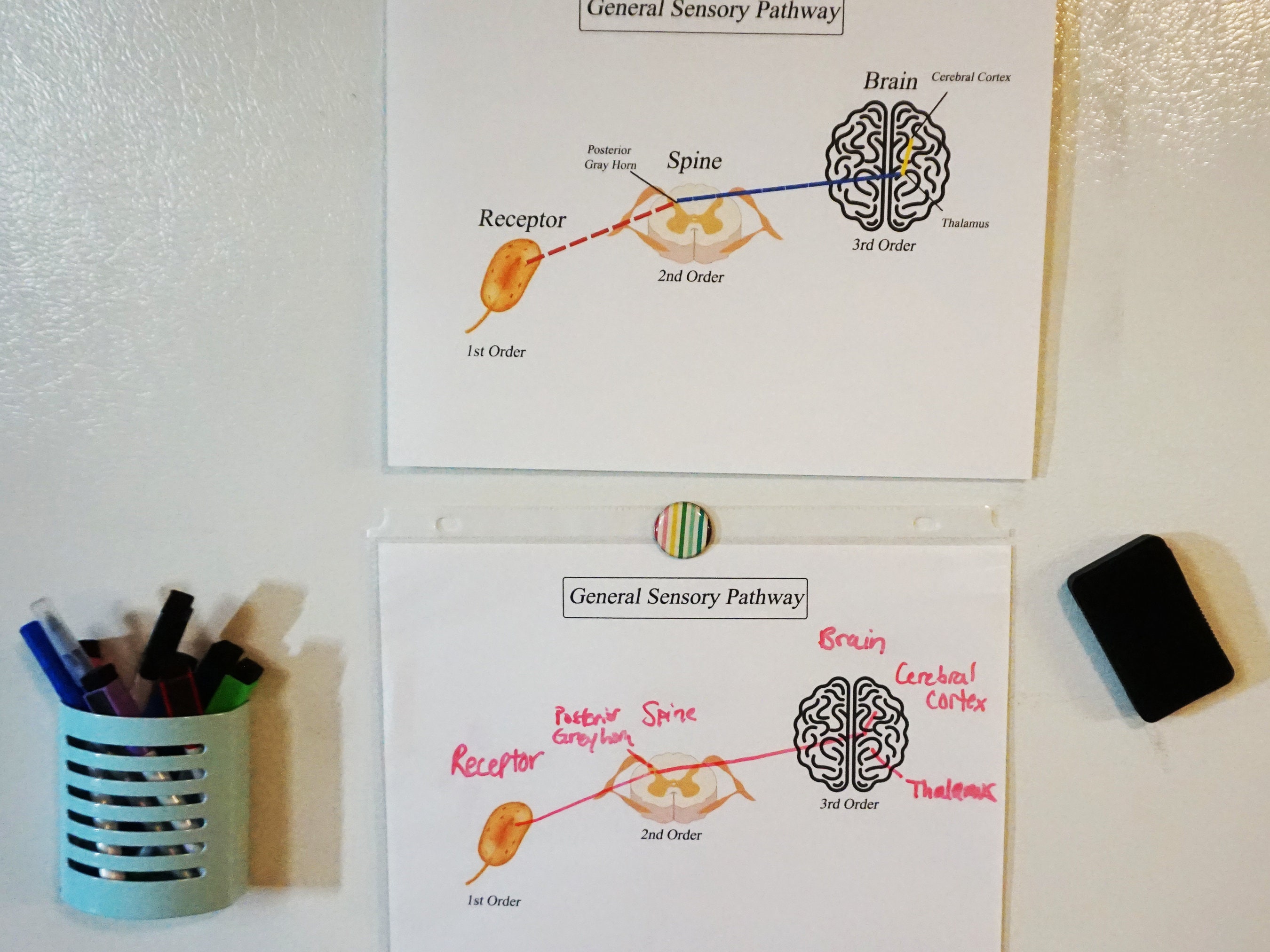 Sensory Pathway, Nervous System Study Guide, Sensory Path for School ...