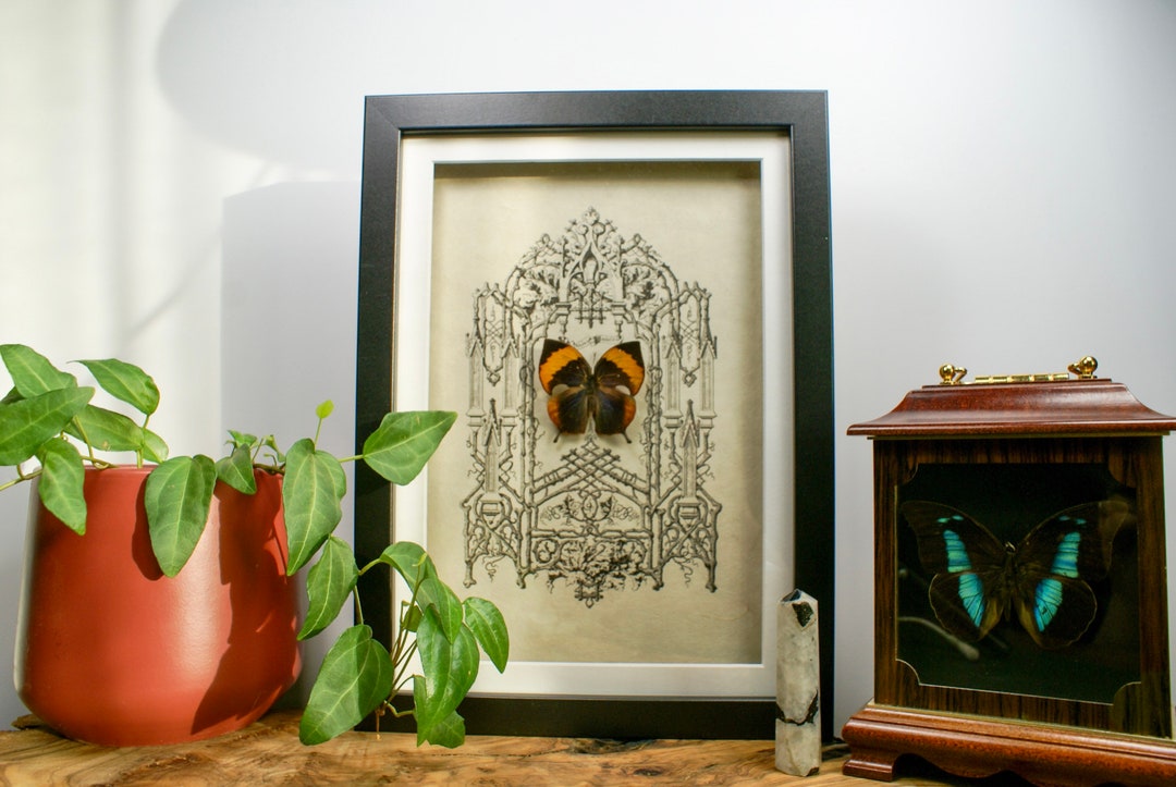 Butterfly Taxidermy Frame Orange-striped Leafwing Insect - Etsy