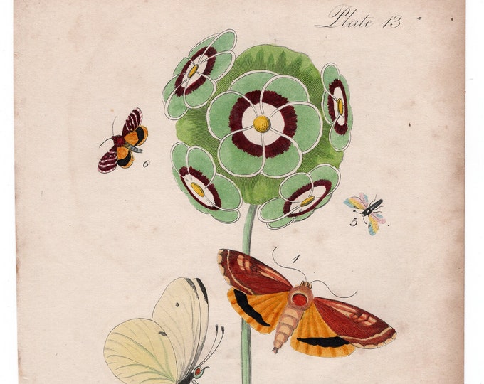 Hand Colored Butterfly and Flower. Circa 1900, Vintage. - Etsy