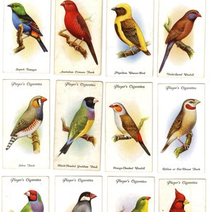 50 BIRD TRADE CARDS - Complete Set, Circa 1930, Vintage - Etsy