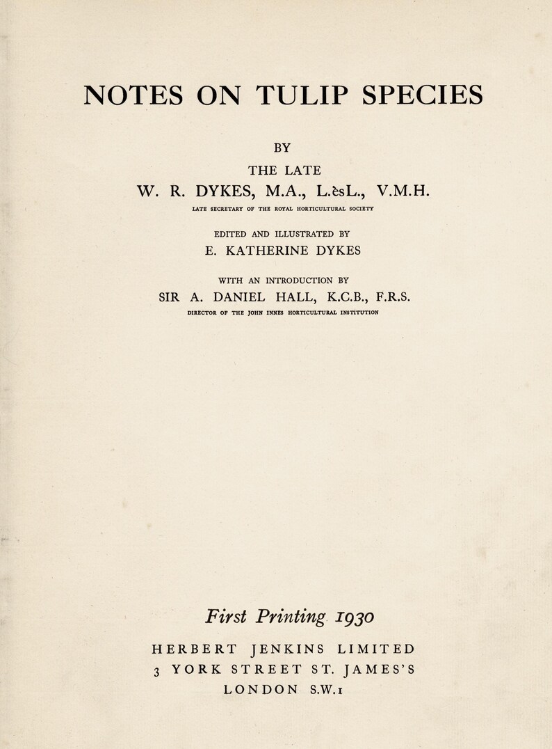 TULIP PRINT. Large, Circa 1930, Vintage - Etsy