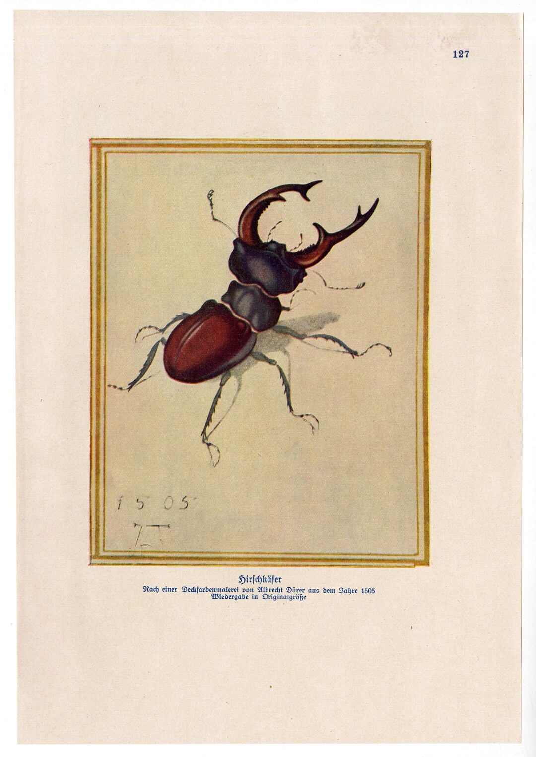 Beetle Print. German, Circa 1930, Original & Vintage - Etsy