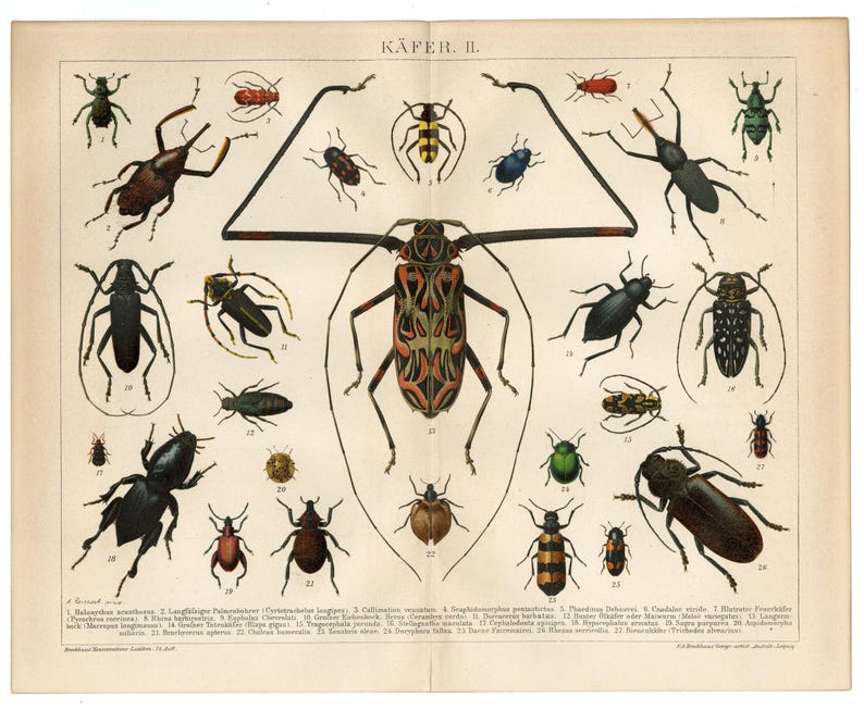 CHROMOLITHOGRAPH, BEETLES, Circa 1920, Original & Vintage - Etsy