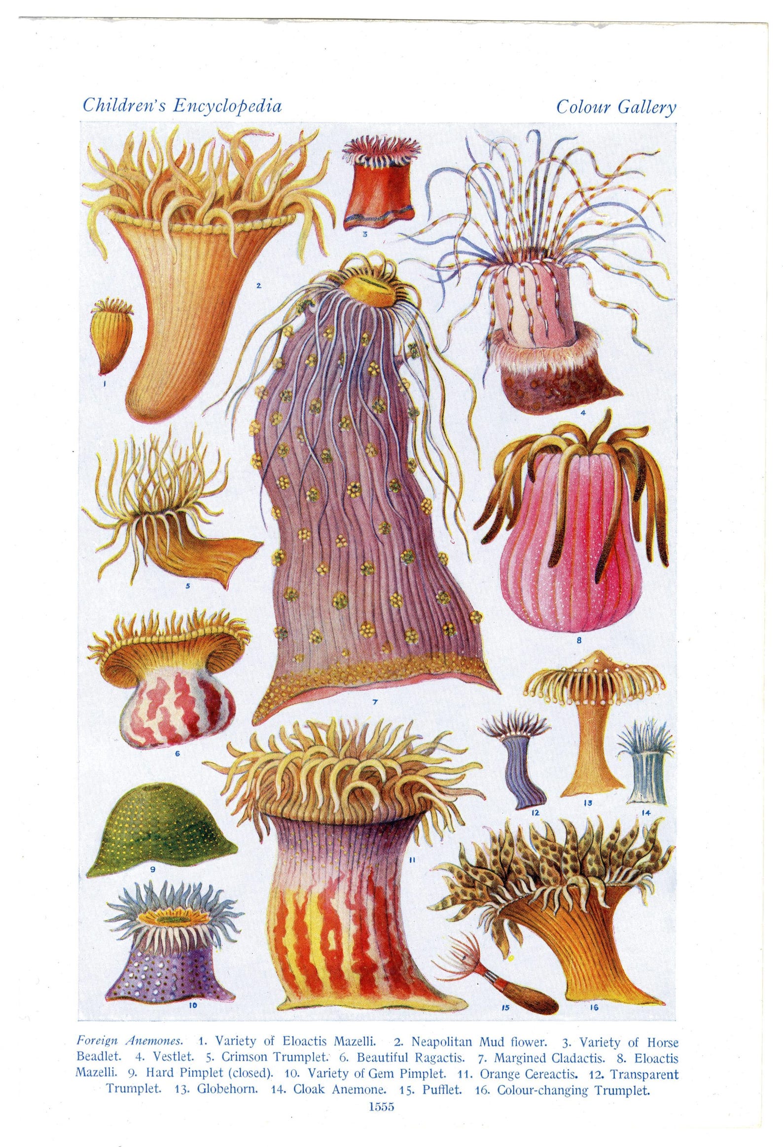 DEEP SEA CREATURES Print. Circa 1930, Vintage. - Etsy