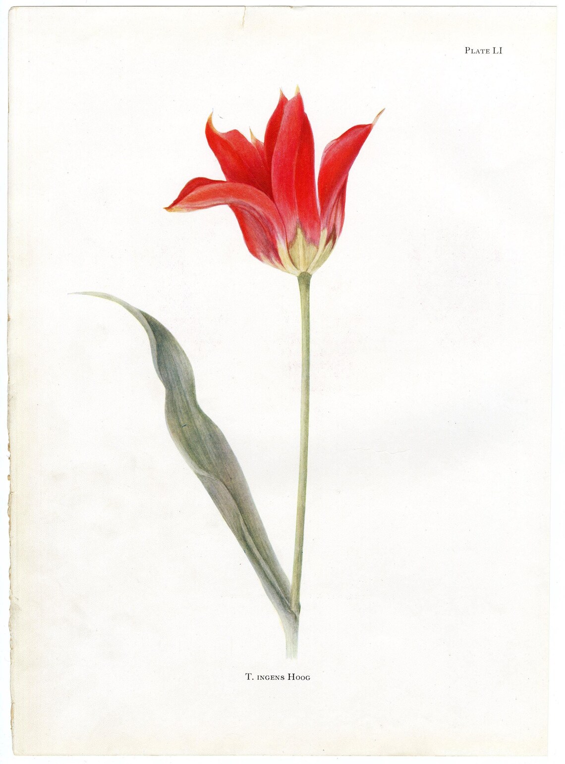 TULIP PRINT, Large, Circa 1930, Vintage - Etsy