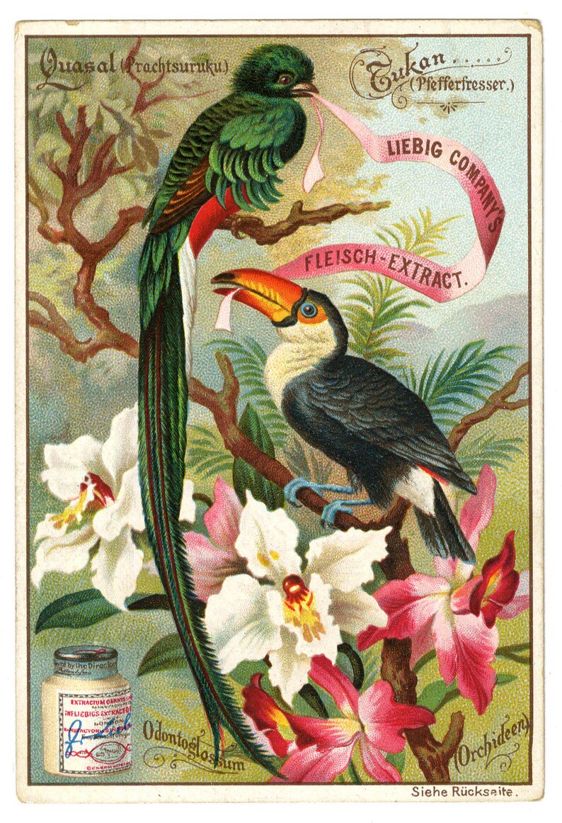 Set of 6 Advertising Trade Cards - Exotic Birds. Circa 1910, Antique - Etsy