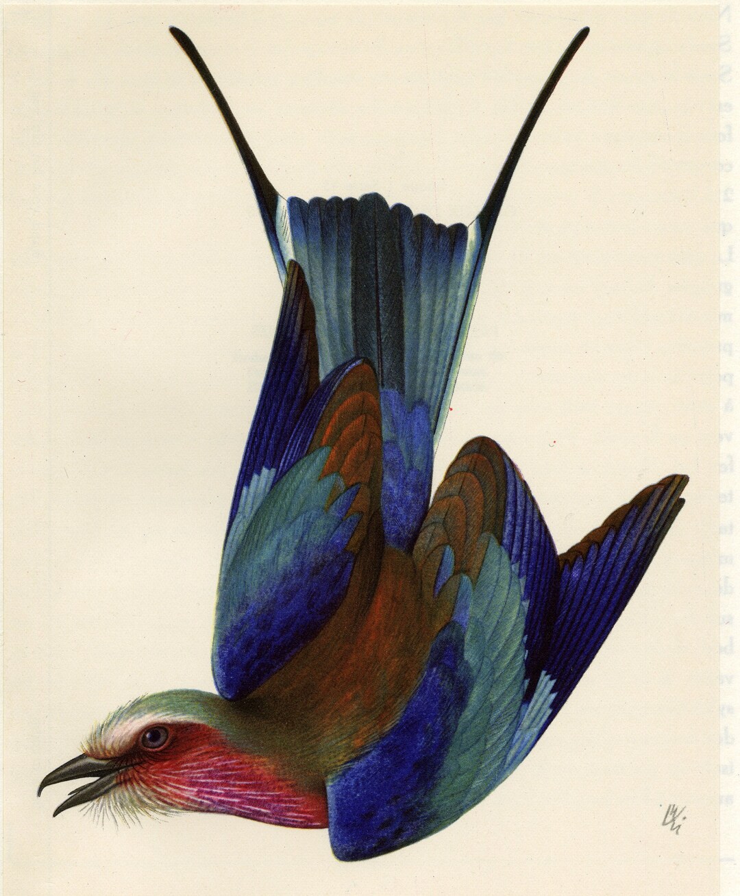 BIRD ILLUSTRATION, French, Circa 1950, Vintage - Etsy