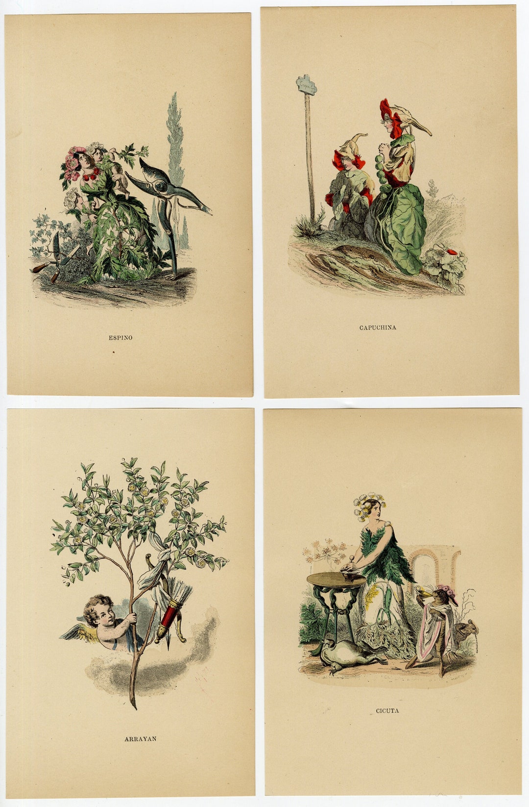 4 FRENCH HAND COLORED Prints of Anthropomorphic Flowers. Circa 1880 ...
