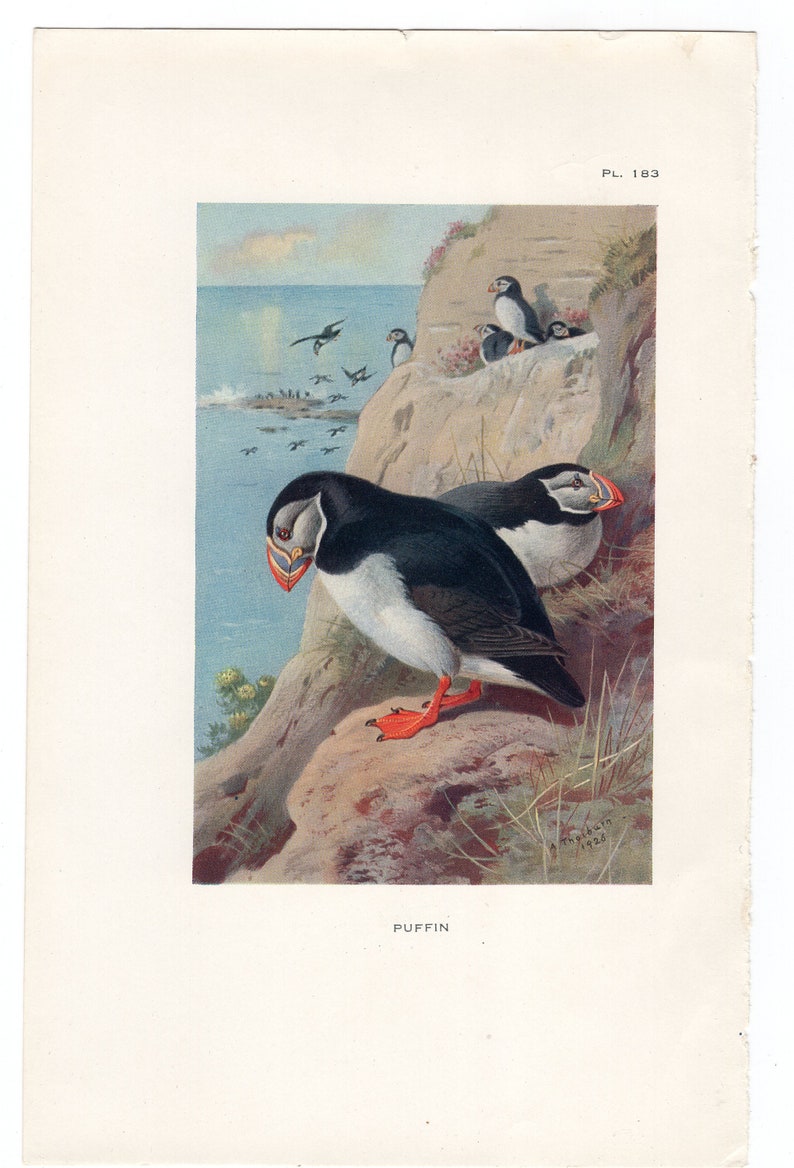 Puffin, Illustration Lithograph, Circa 1940, Vintage. - Etsy