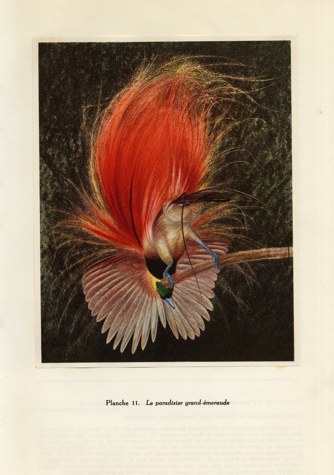 EXOTIC BIRD ILLUSTRATION, French, Printed 1958. Vintage - Etsy