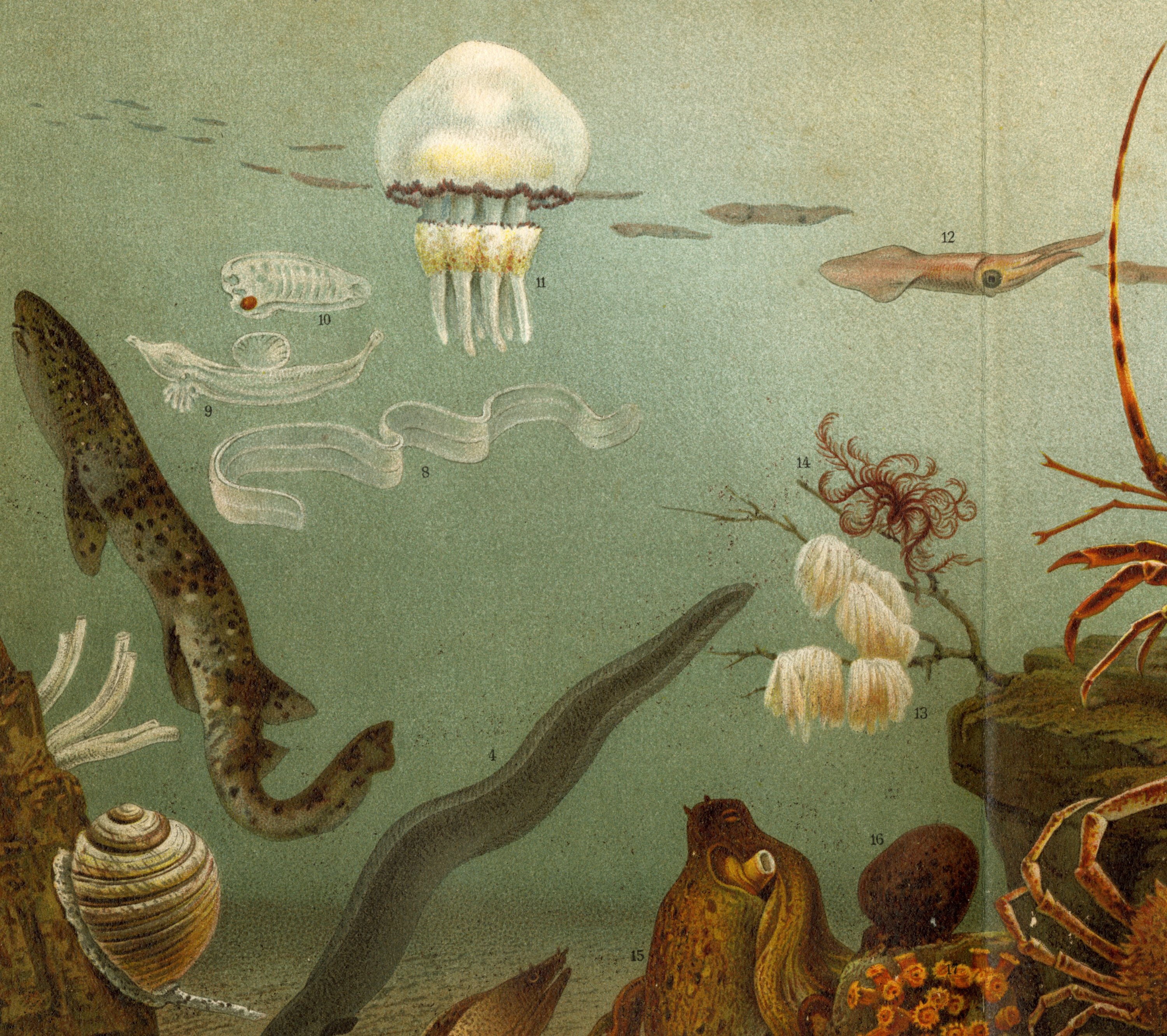 DEEP SEA CREATURES, German Chromolithograph. Circa 1900, Original and ...