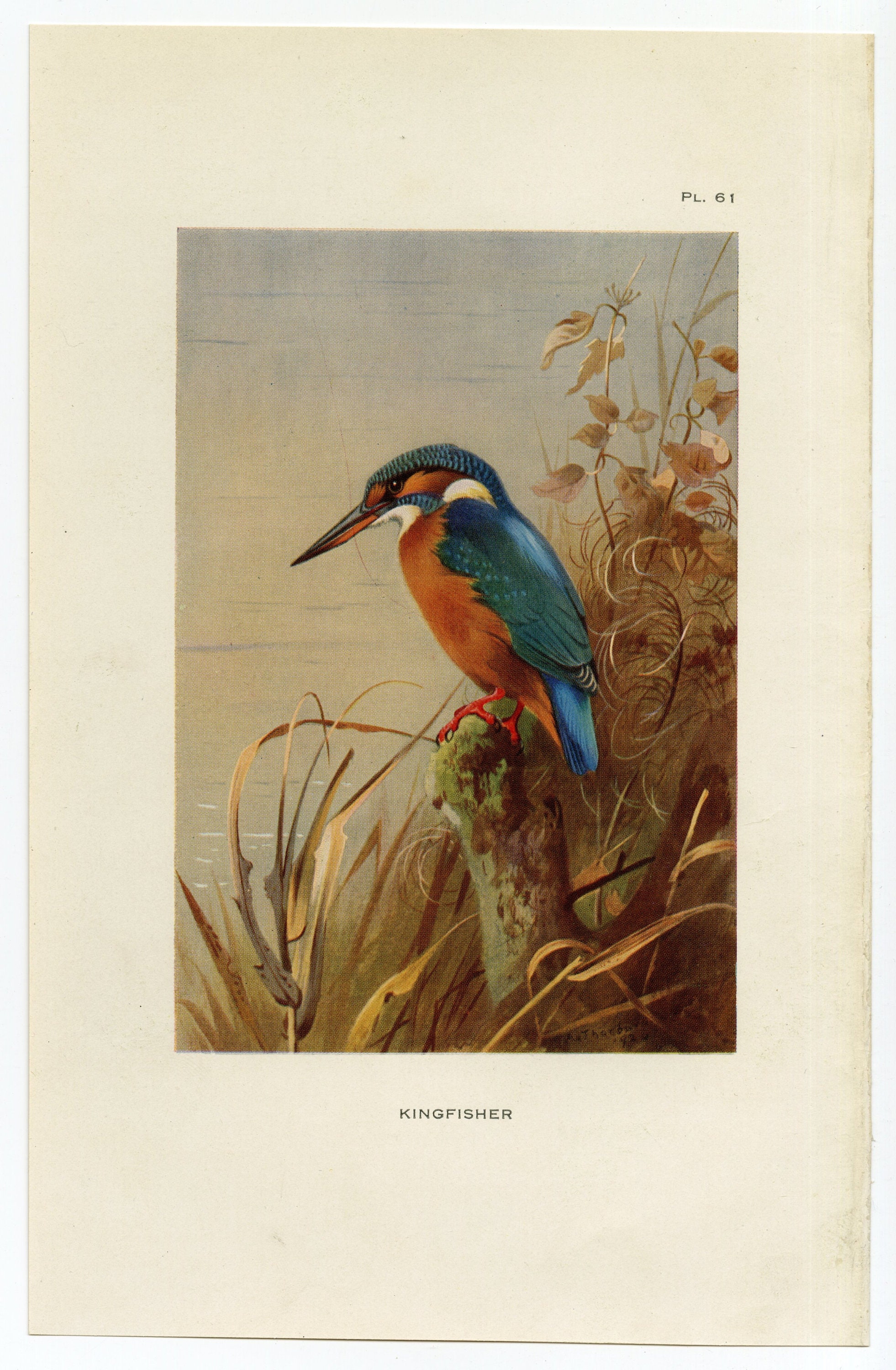 KINGFISHER Lithograph, Circa 1940, Vintage - Etsy