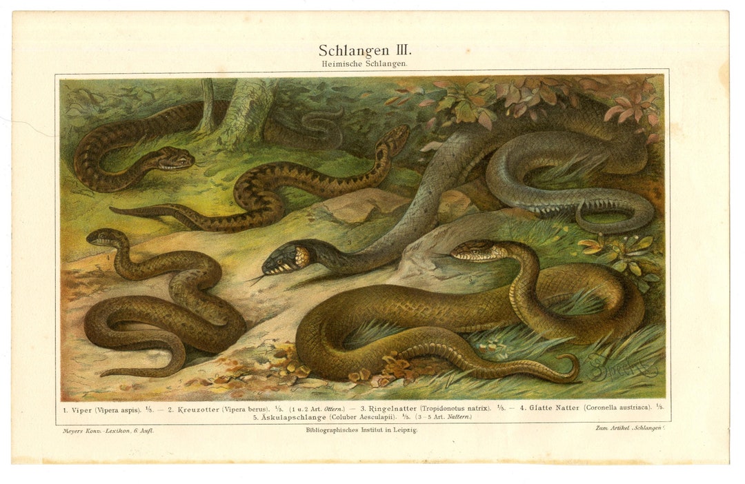 GERMAN CHROMOLITHOGRAPH, SNAKES. Circa 1910, Original and Vintage. - Etsy