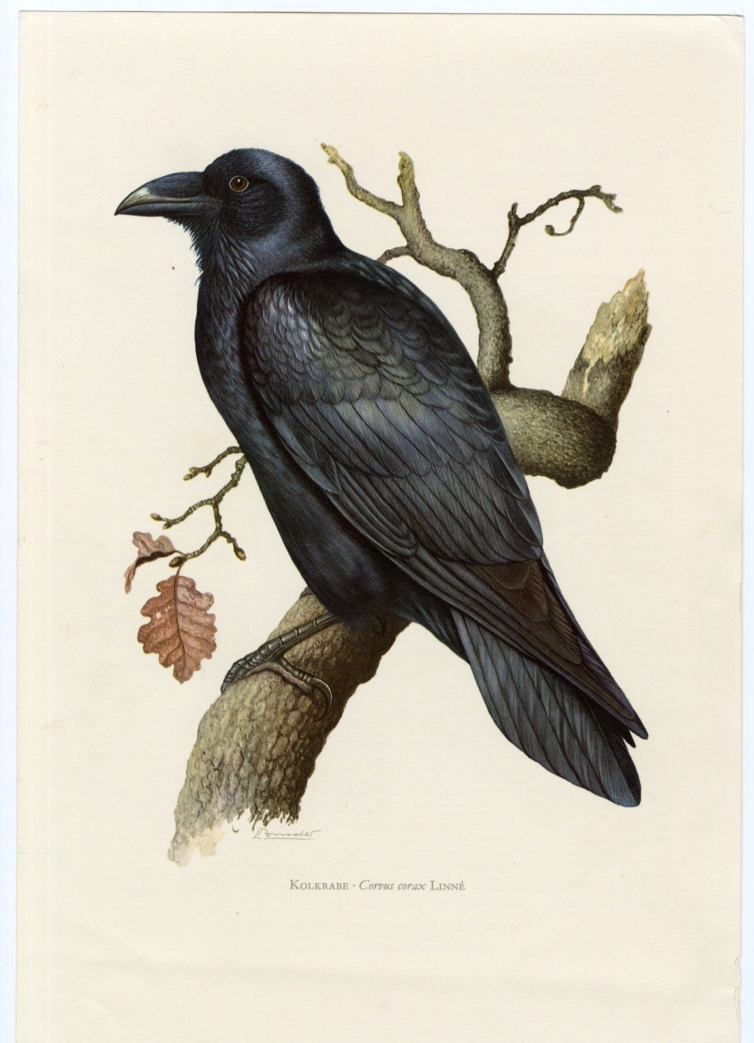 RAVEN GERMAN LITHOGRAPH. Circa 1970 Vintage. - Etsy