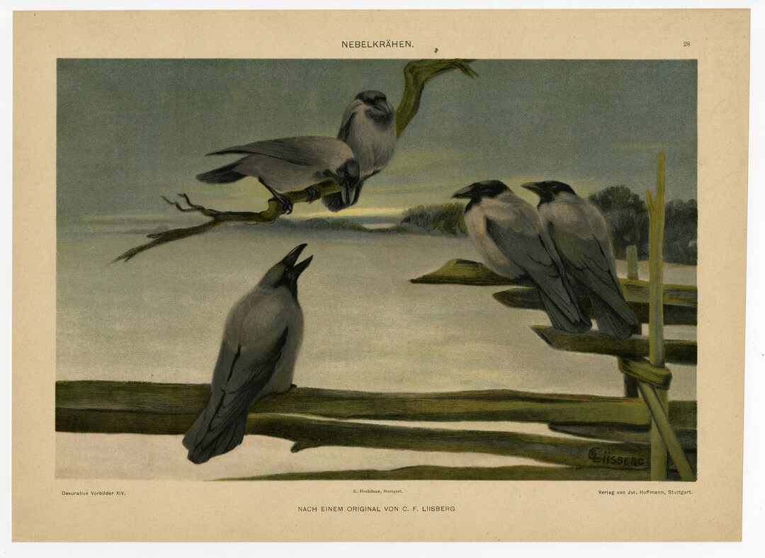 RAVENS, GERMAN LITHOGRAPH. Circa 1930, Vintage - Etsy