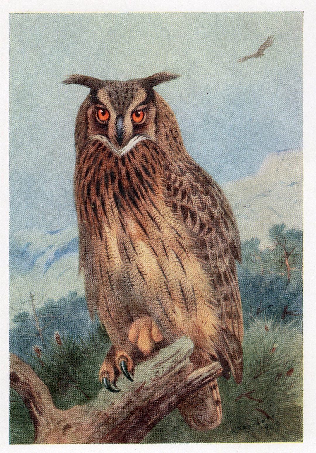 3 OWL PRINTS - Circa 1925, Original - Etsy