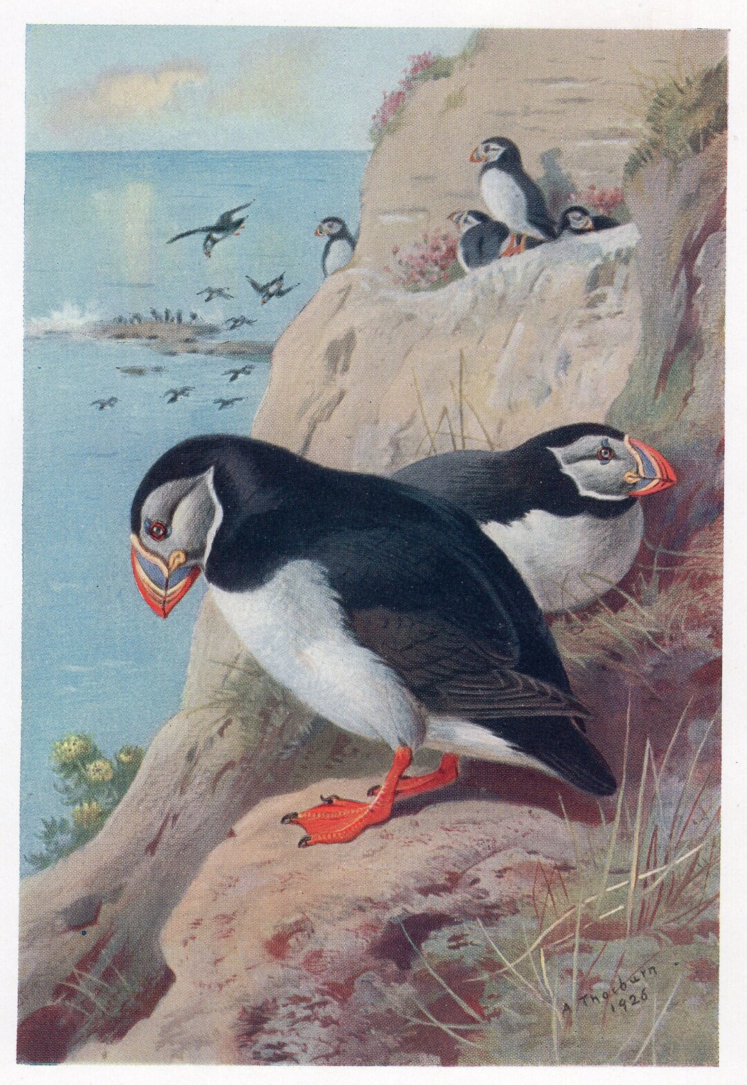 Puffin, Illustration Lithograph, Circa 1940, Vintage. - Etsy