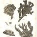 5 OCEAN CORAL Prints. Circa 1813. Original & Antique - Etsy