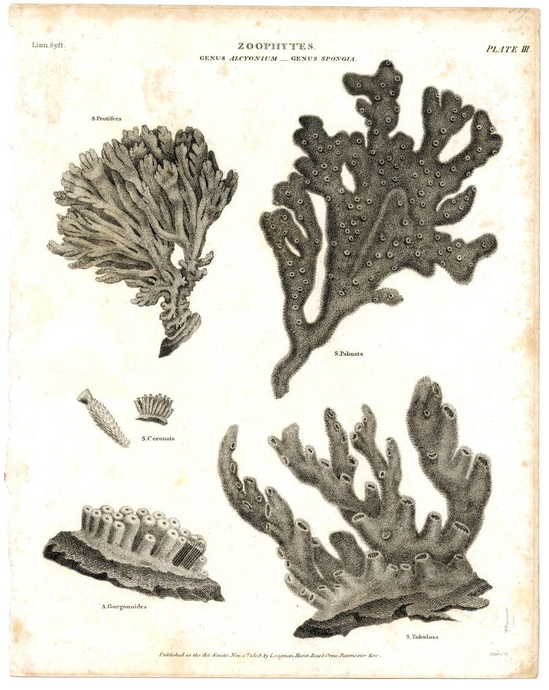 5 OCEAN CORAL Prints. Circa 1813. Original & Antique - Etsy