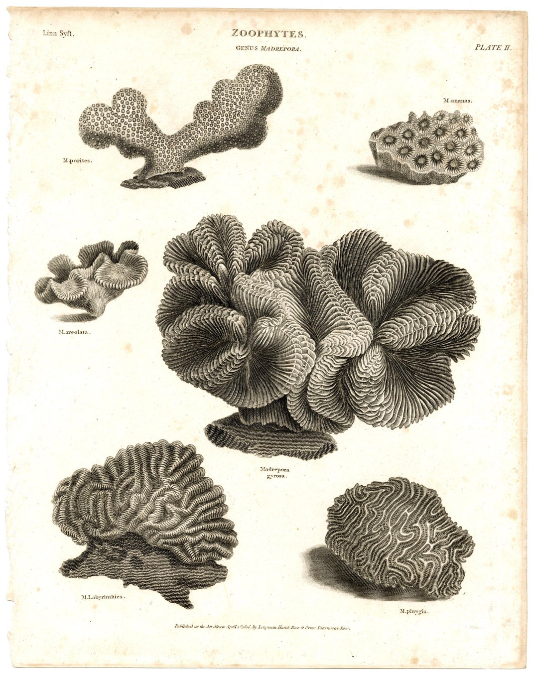 5 OCEAN CORAL Prints. Circa 1813. Original & Antique - Etsy