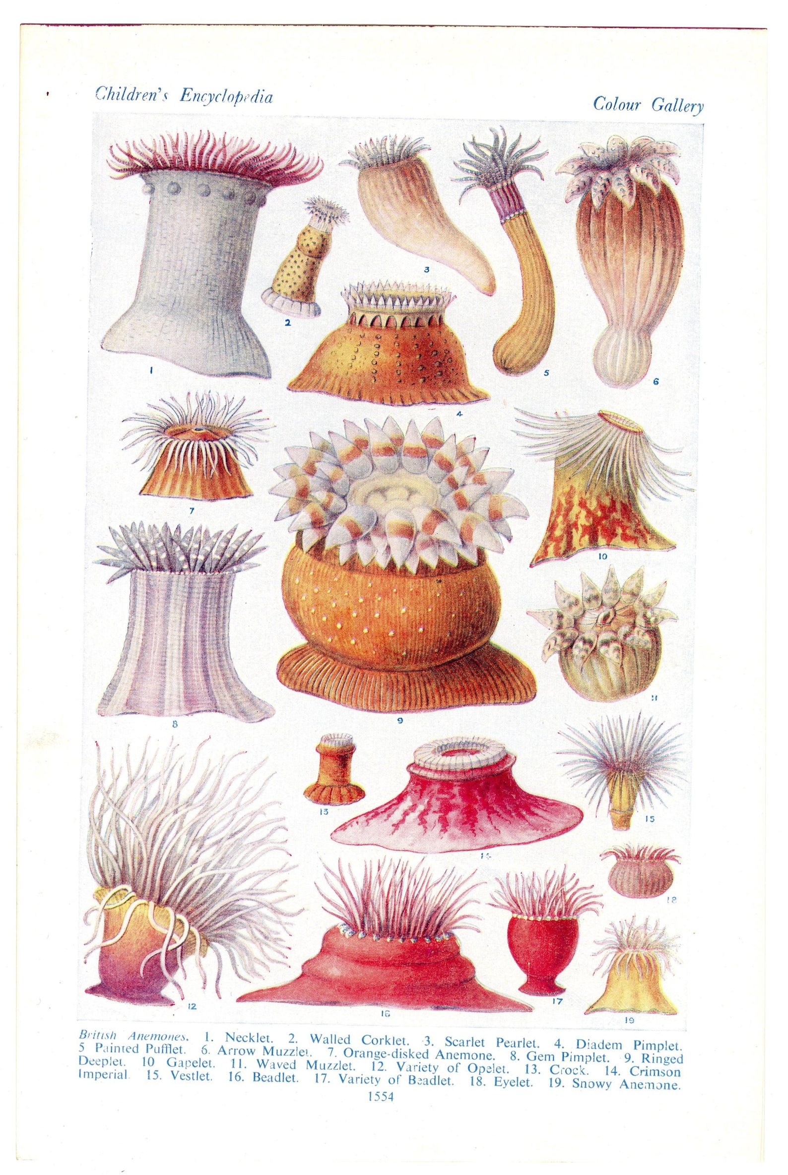 DEEP SEA CREATURES. Circa 1930, Vintage - Etsy