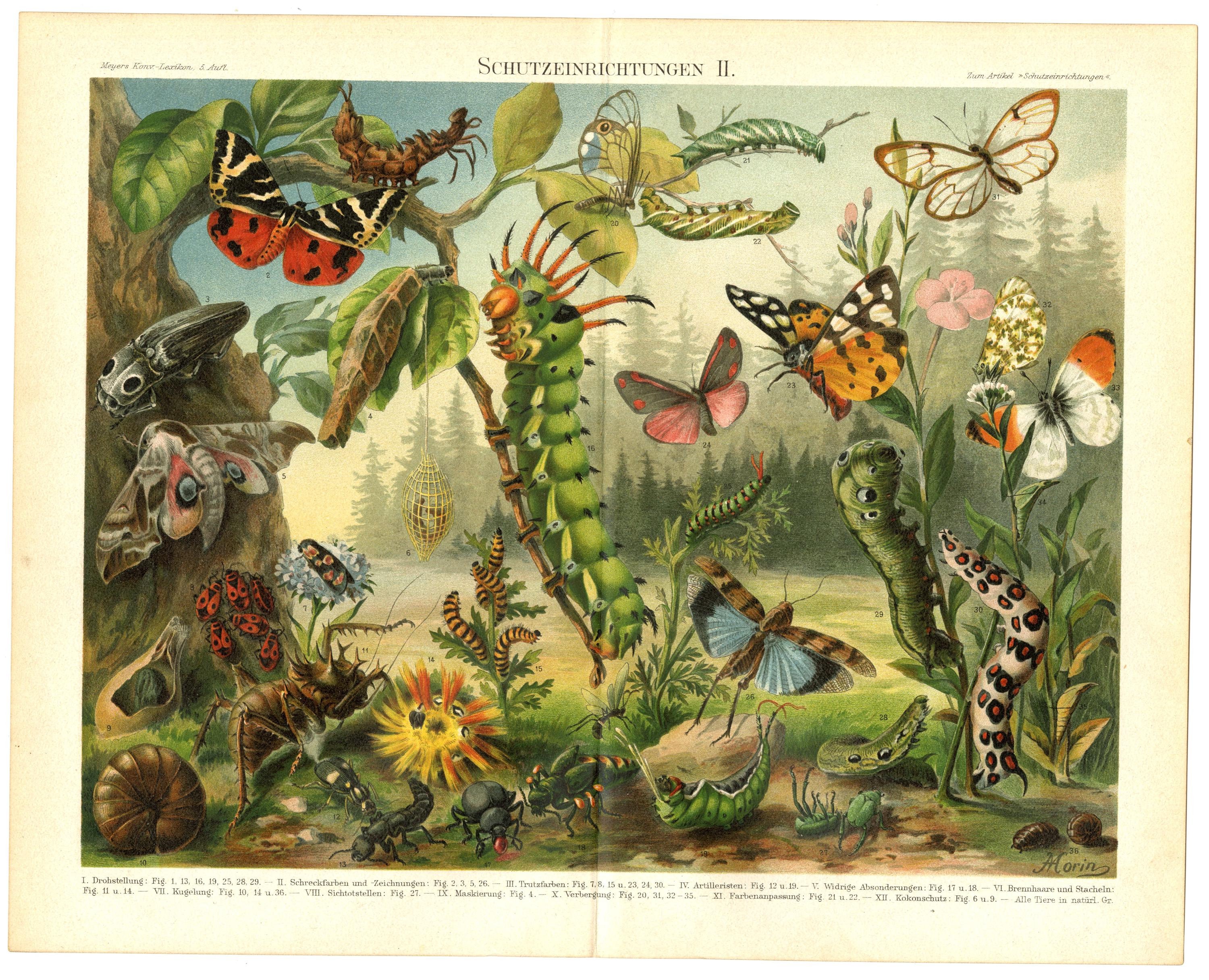 GERMAN CHROMOLITHOGRAPH: BUGS Galore. Circa 1910, Original & Antique - Etsy
