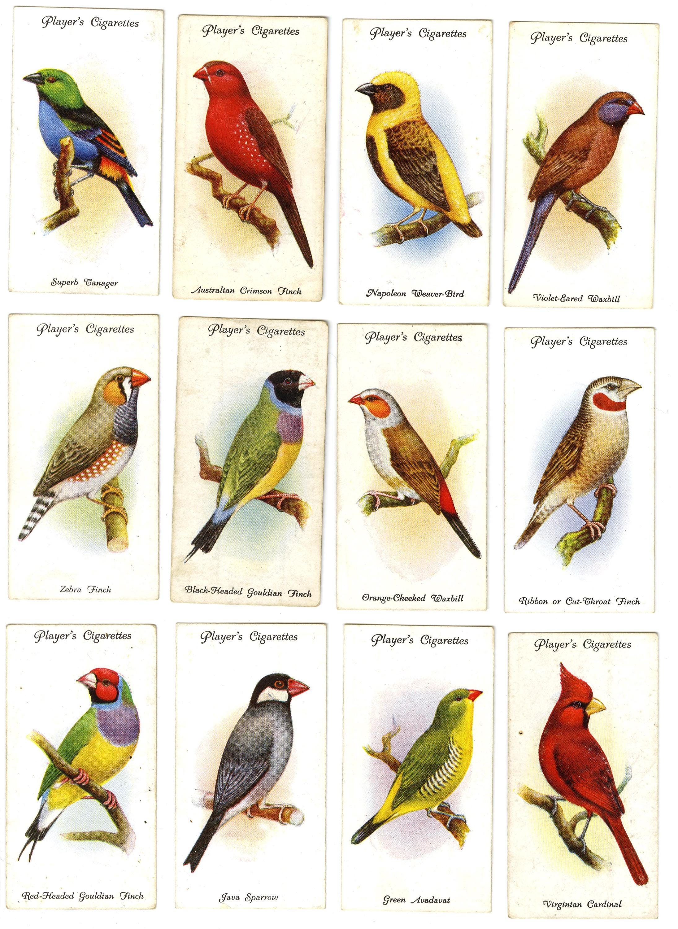 50 BIRD TRADE CARDS - Complete Set, Circa 1930, Vintage - Etsy