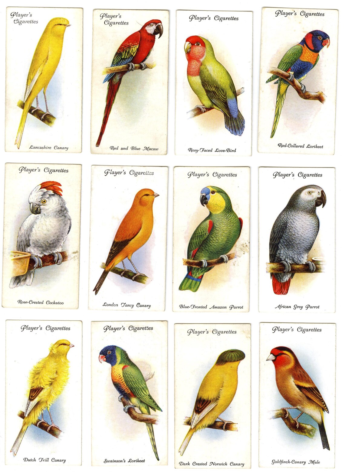 50 BIRD TRADE CARDS - Complete Set, Circa 1930, Vintage - Etsy