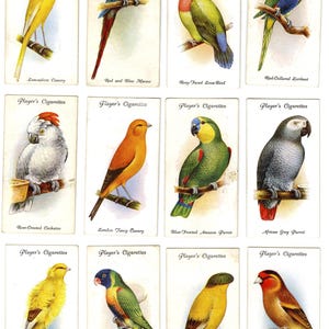 50 BIRD TRADE CARDS - Complete Set, Circa 1930, Vintage - Etsy