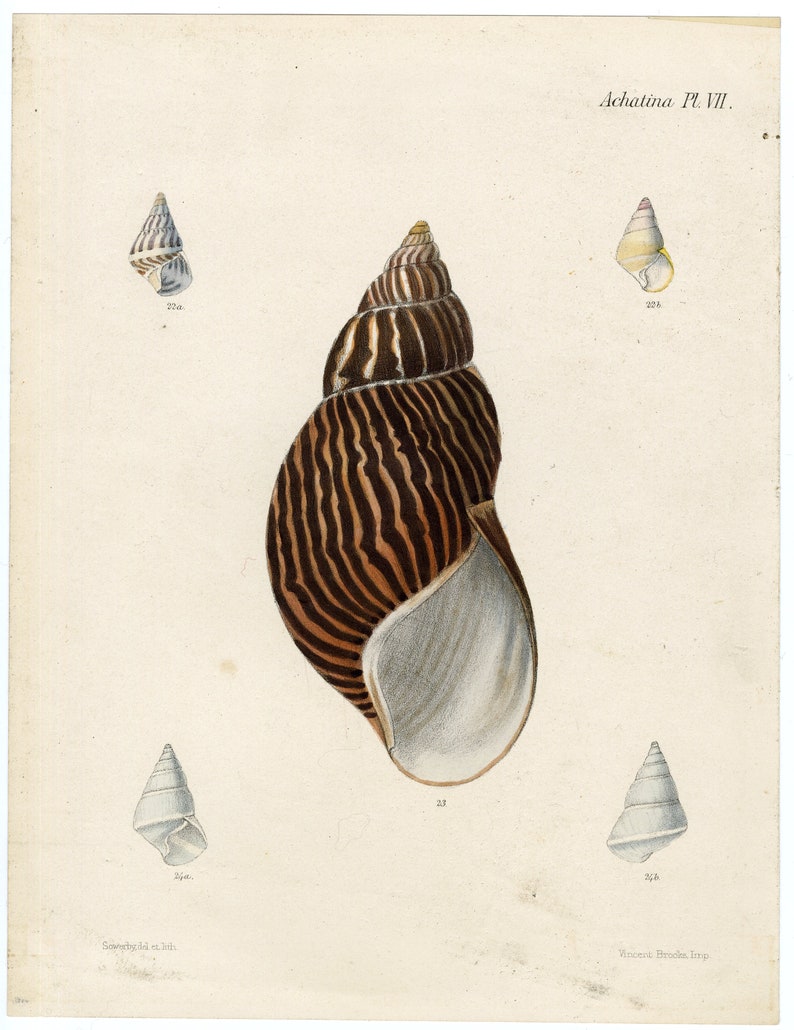 4 SEASHELL CHROMOLITHOGRAPH Prints. Circa 1910. Vintage - Etsy
