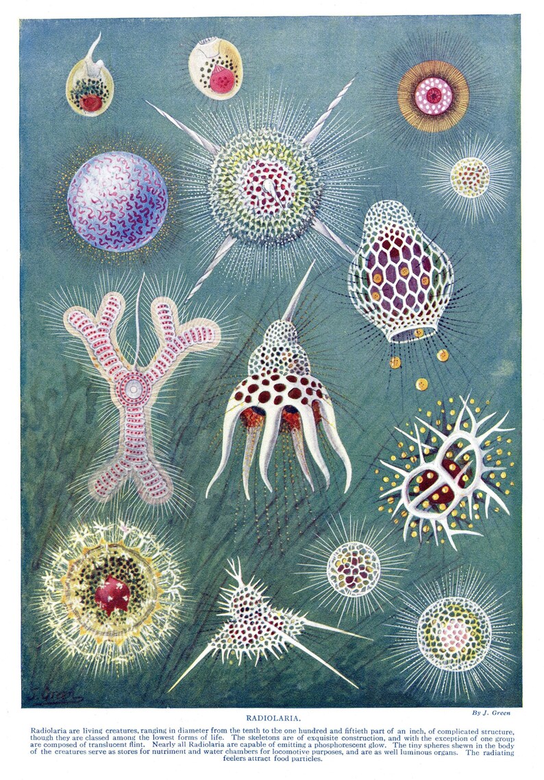 DEEP SEA RADIOLARIA. Circa 1930, Original - Etsy