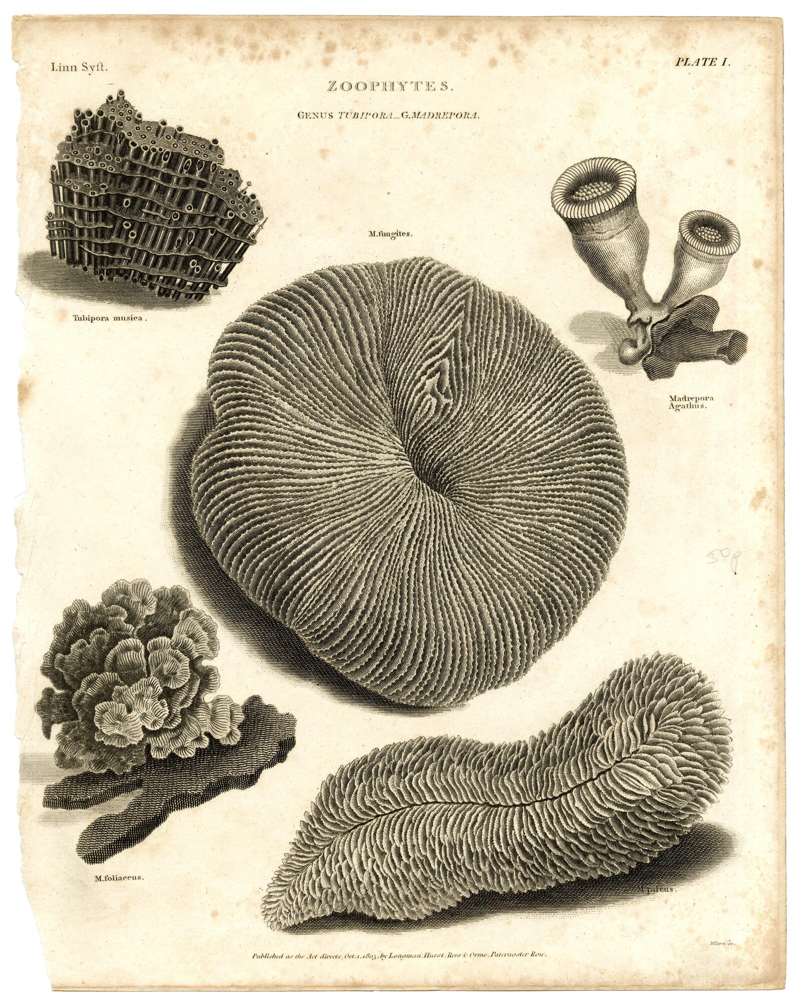 5 OCEAN CORAL Prints. Circa 1813. Original & Antique - Etsy