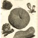 5 OCEAN CORAL Prints. Circa 1813. Original & Antique - Etsy