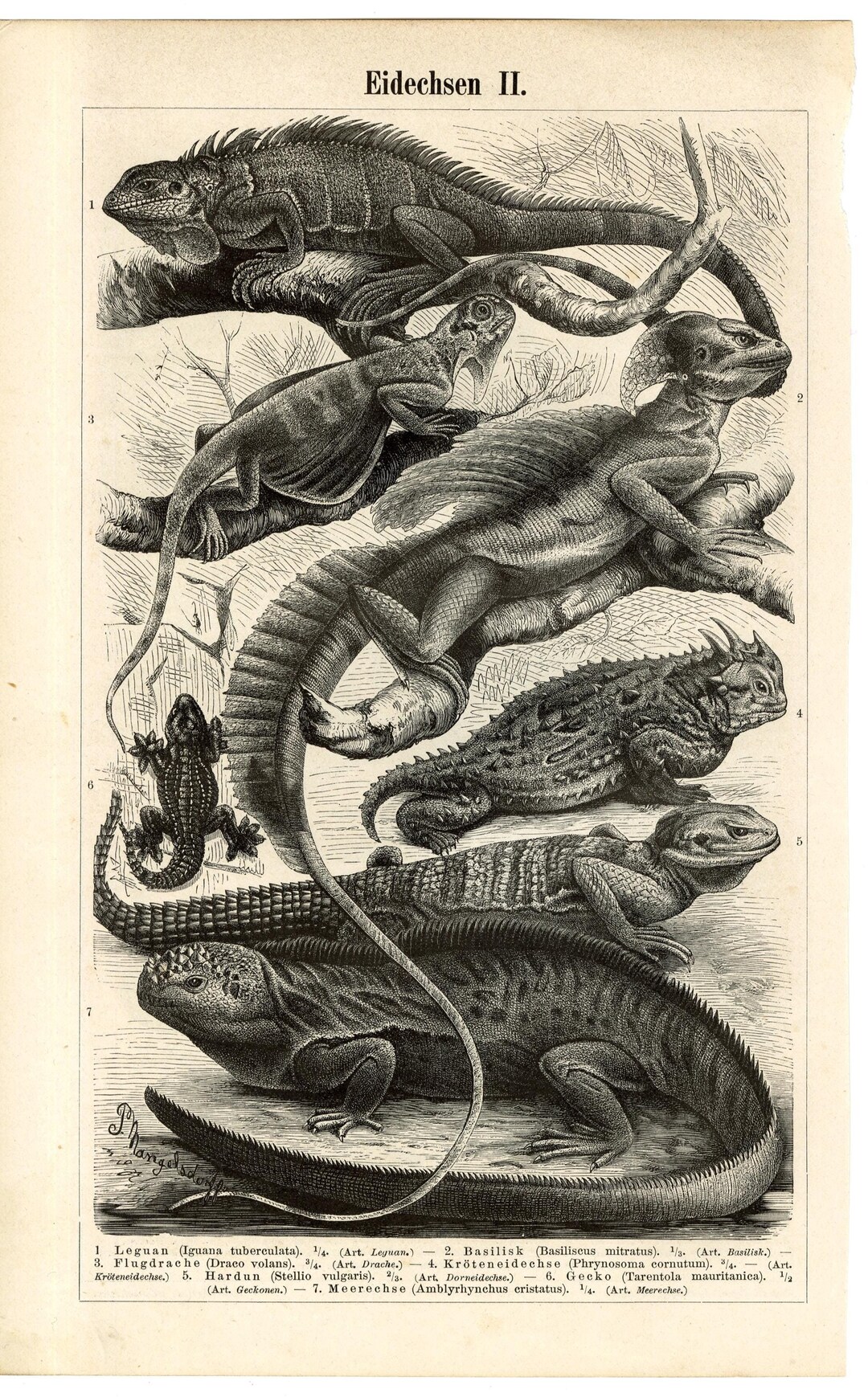 LIZARDS and Related Species. German Lithograph. Circa 1910, Vintage - Etsy