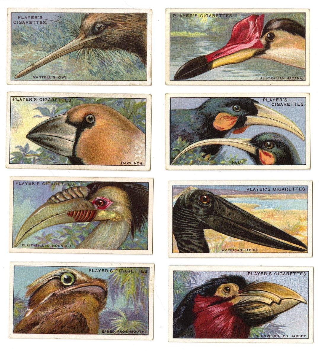 CURIOUS BEAKS, Set of 50. Circa 1910, Original - Etsy