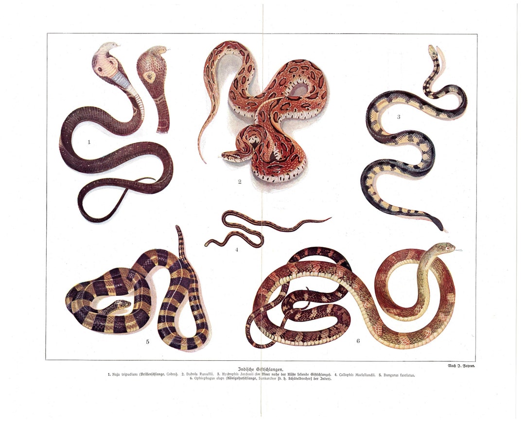 GERMAN LITHOGRAPH, SNAKES, Circa 1930, Vintage - Etsy